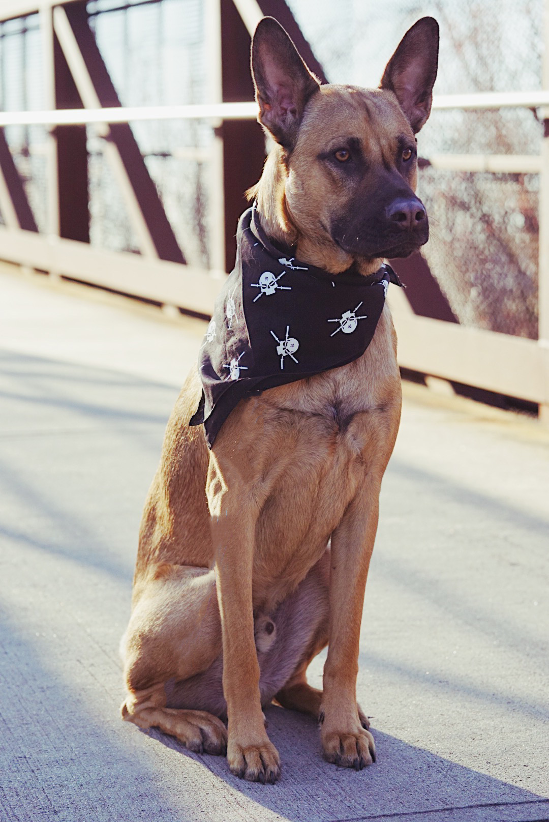 My Top 5 Tips For Taking Instagram Worthy Pictures Of Your Dog - Dogs ...